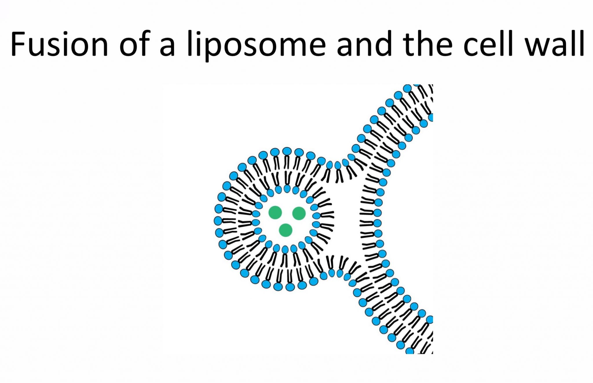 Liposomes - The Lifestyle Pharmacist